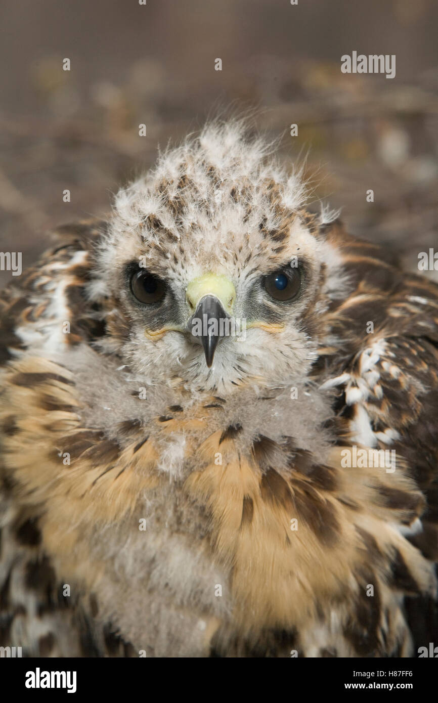 Red-tailed Hawk (Buteo jamaicensis) fledgling in nest on fire escape in ...