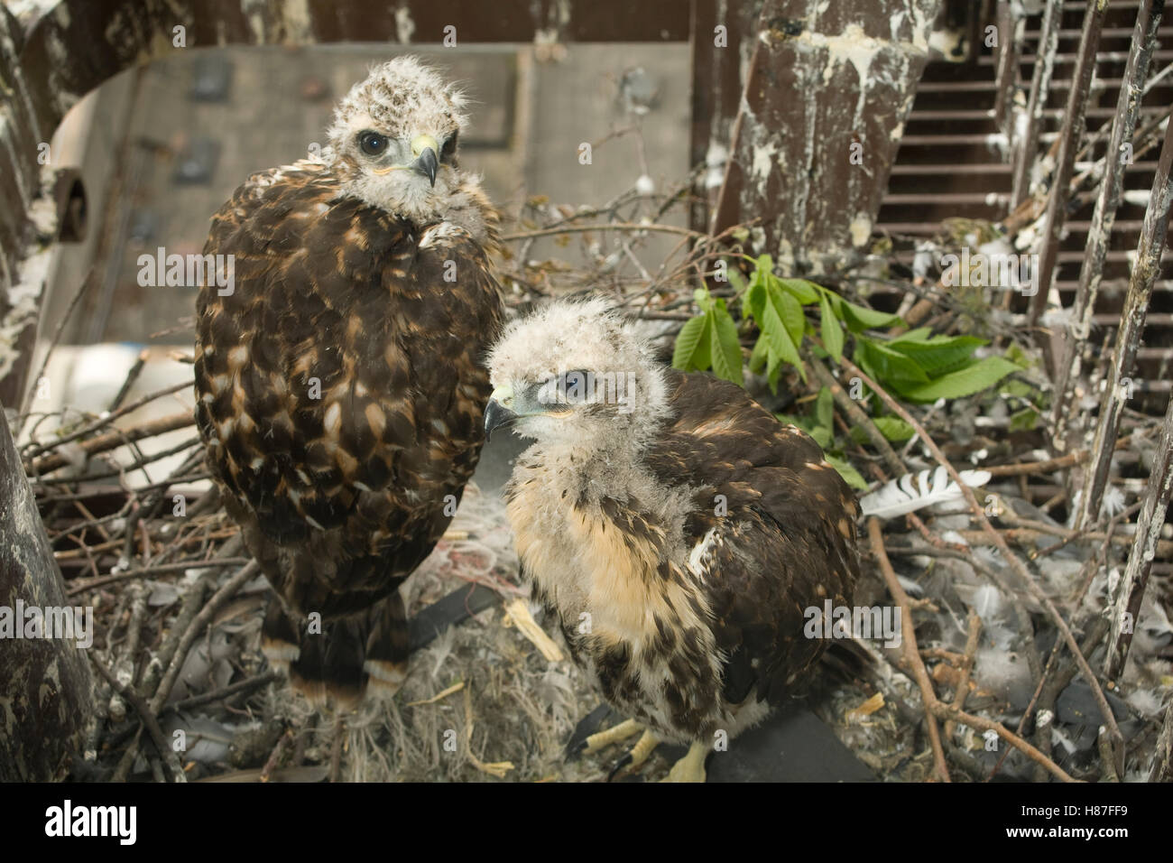 Red-tailed Hawk (Buteo jamaicensis) fledgling pair in nest on fire ...