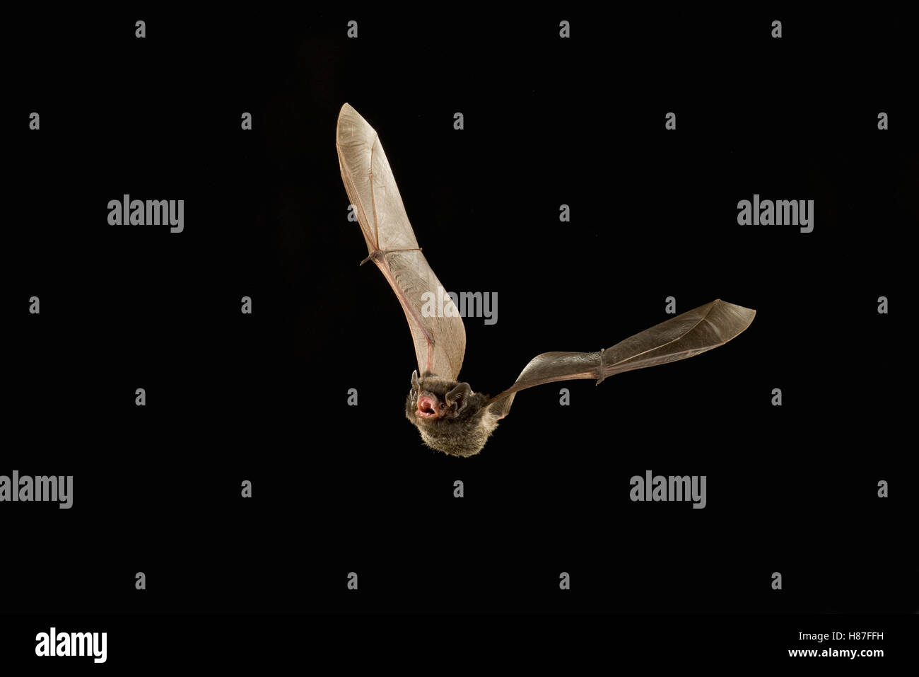 Silver-haired Bat (Lasionycteris noctivagans) flying at night, Ochoco ...