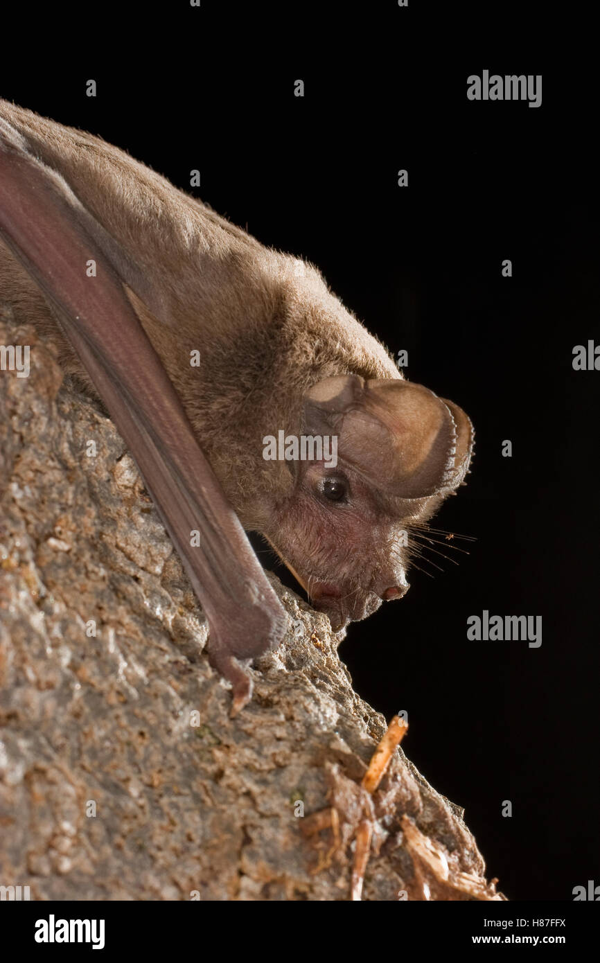 Brazilian Free-tailed Bat (Tadarida brasiliensis) roosting at night ...