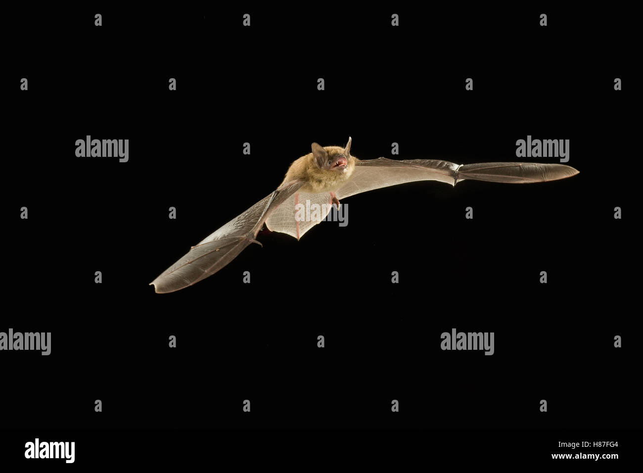 Little Brown Bat (Myotis occultus) flying at night, Coconino National ...
