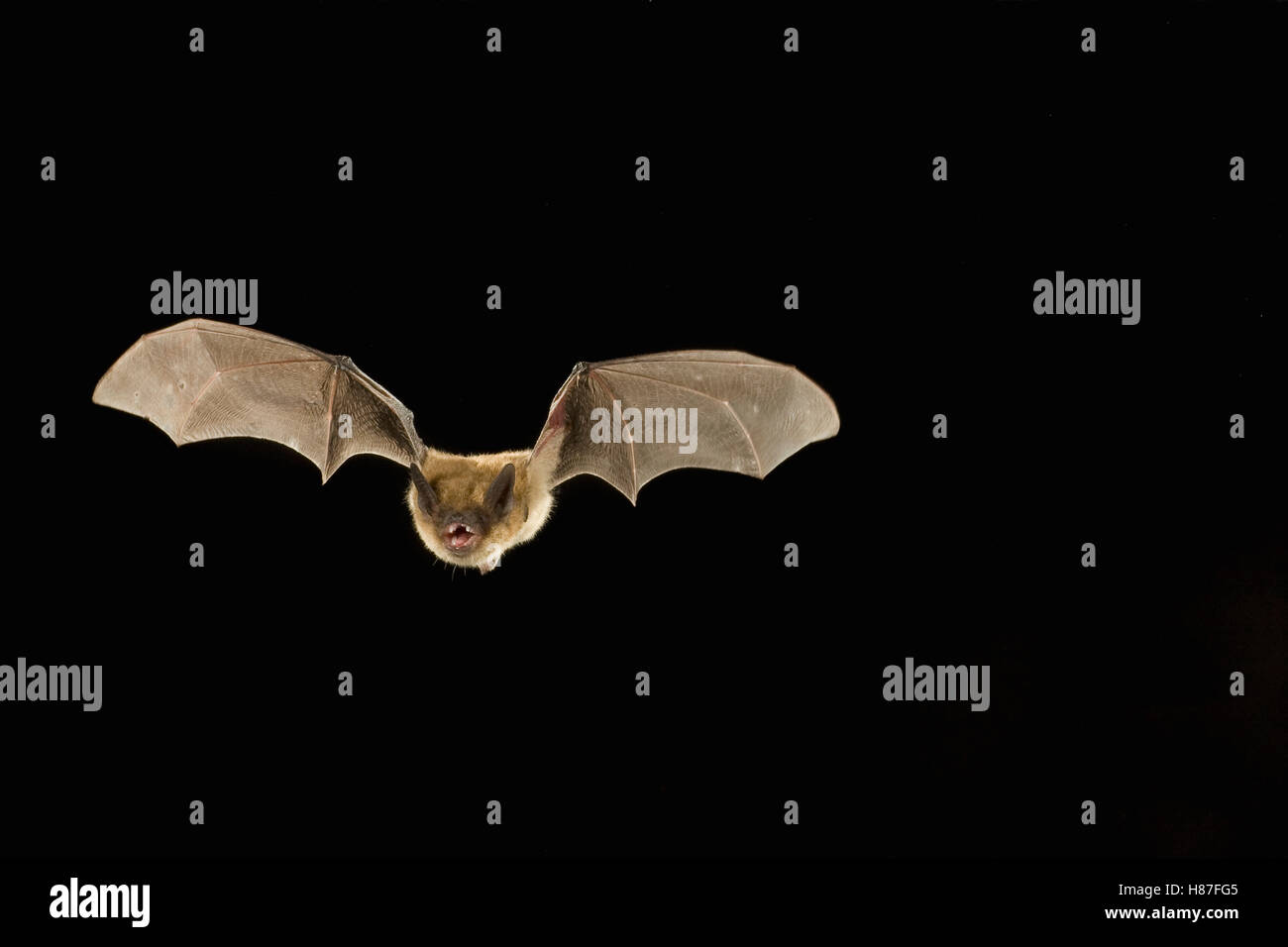 Little Brown Bat (Myotis occultus) flying at night, Coconino National ...