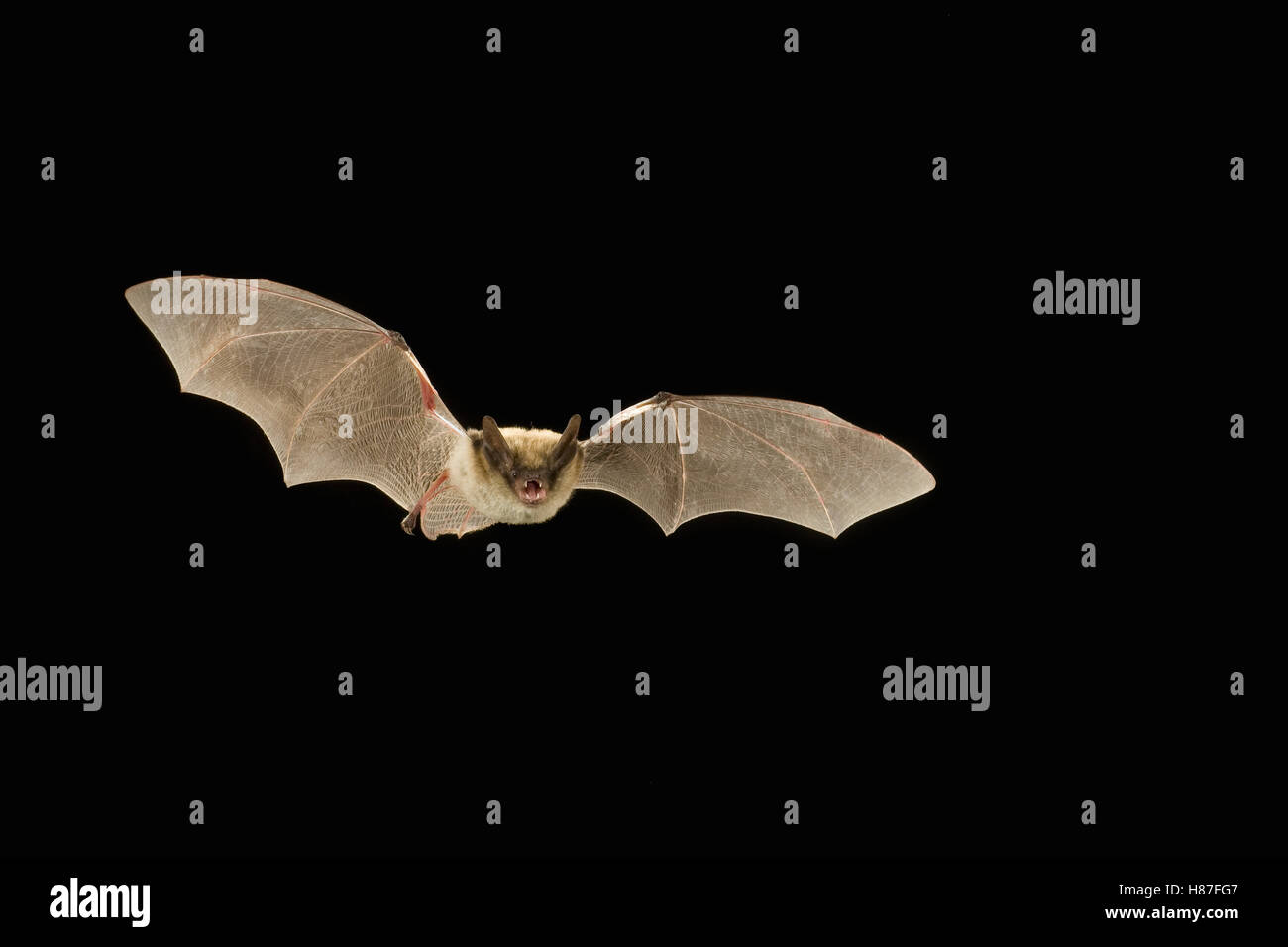 Fringed Myotis (Myotis thysanodes) bat flying at night, Coconino ...