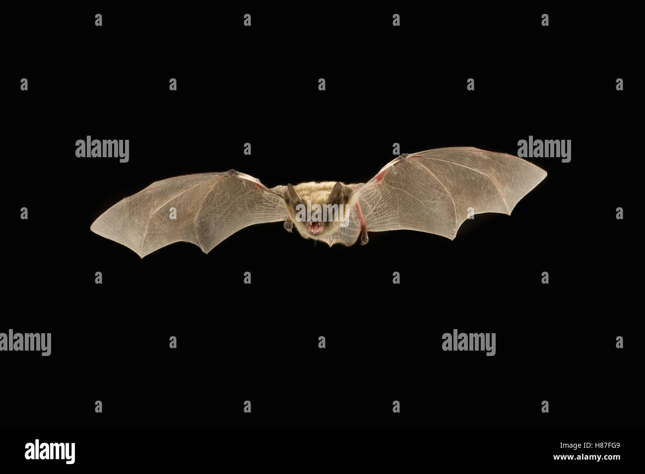 Fringed Myotis (Myotis thysanodes) bat flying at night, Coconino ...