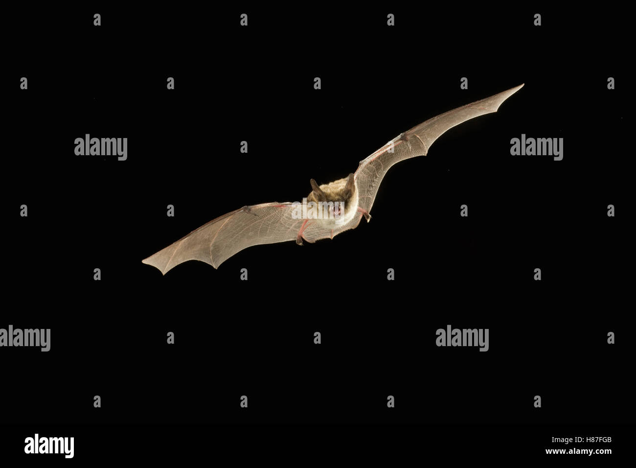 Fringed Myotis (Myotis thysanodes) bat flying at night, Coconino ...