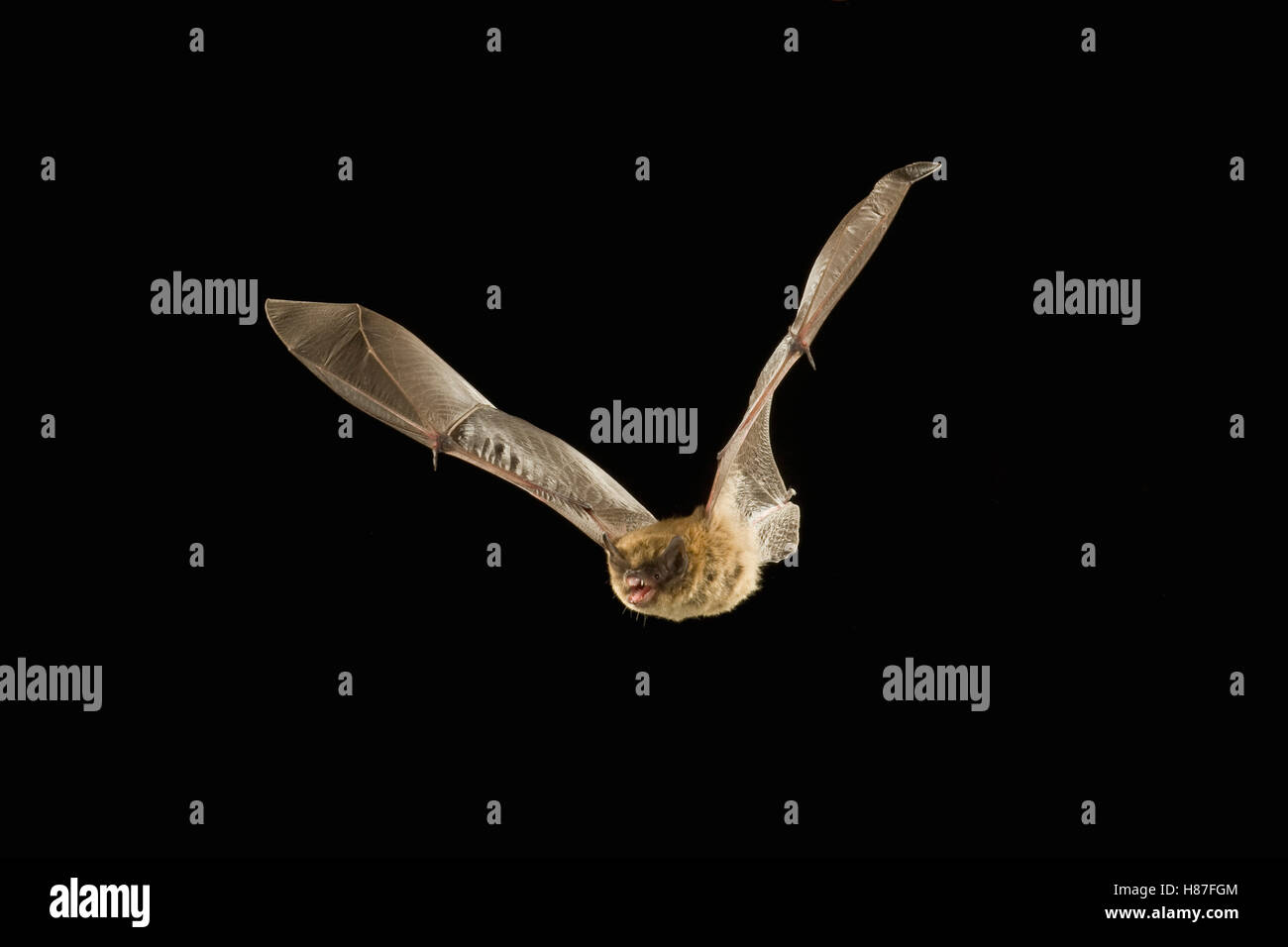 Long-legged Myotis (Myotis volans) flying at night, Coconino National ...