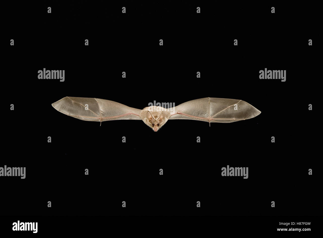 California Leaf-nosed Bat (Macrotus californicus) flying at night ...
