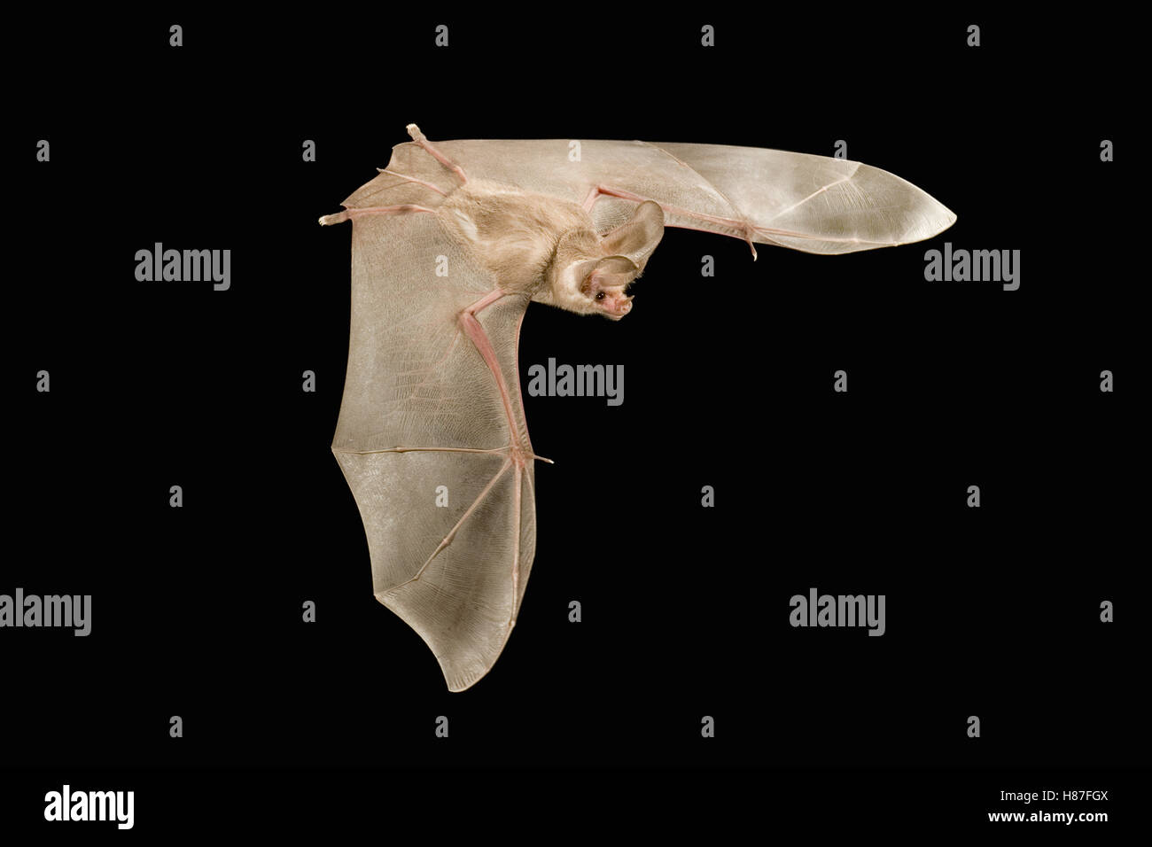 California Leaf-nosed Bat (Macrotus californicus) flying at night ...