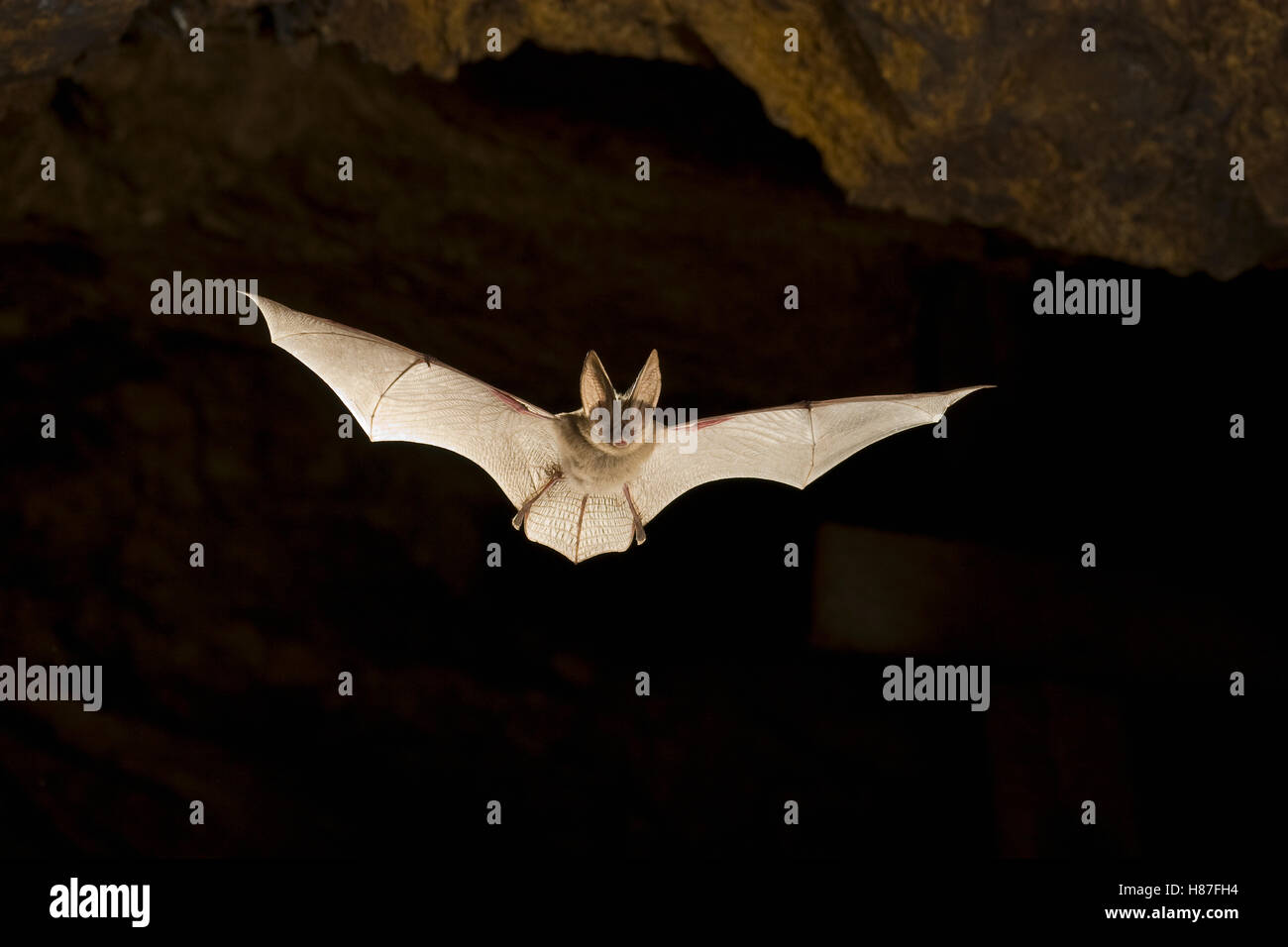 Townsend's Big-eared Bat (Corynorhinus townsendii) flying in abandoned ...