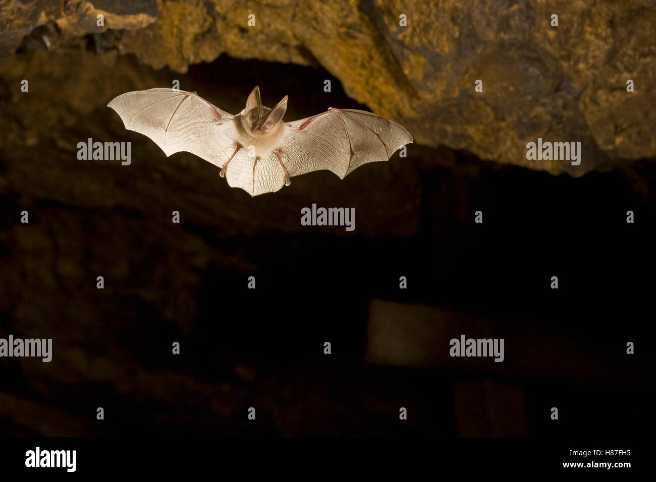 Townsend's Big-eared Bat (Corynorhinus townsendii) flying in abandoned ...