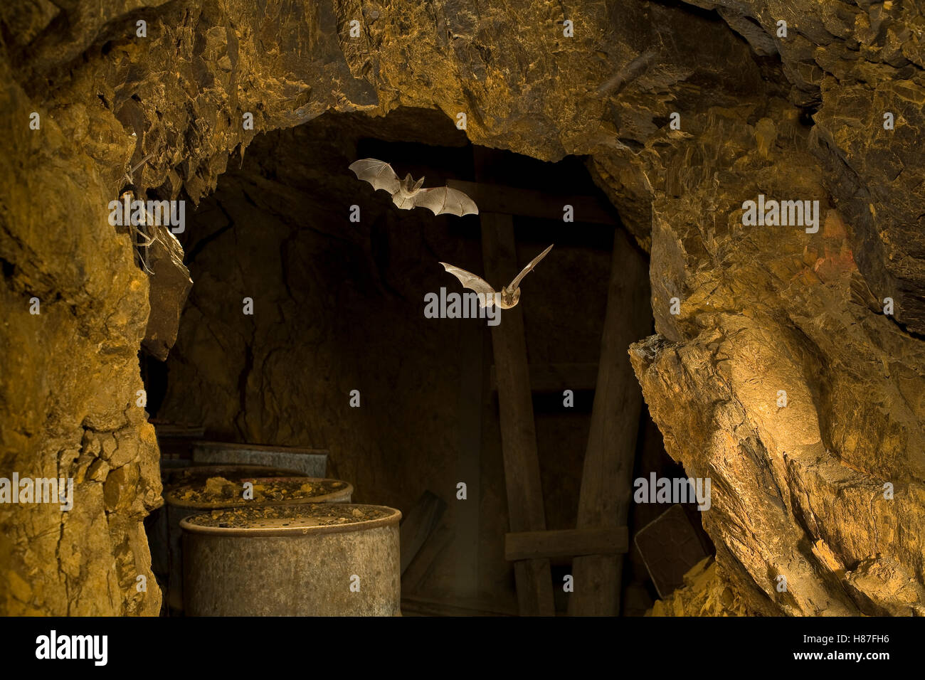 Townsend's Big-eared Bat (Corynorhinus townsendii) pair flying in ...