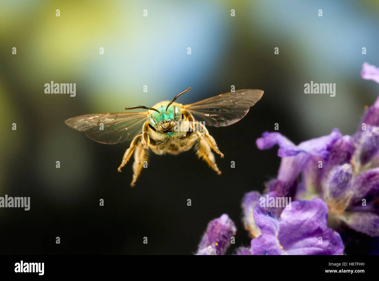 Halictid Bee (Augochloropsis sp) flying, western Oregon Stock Photo - Alamy