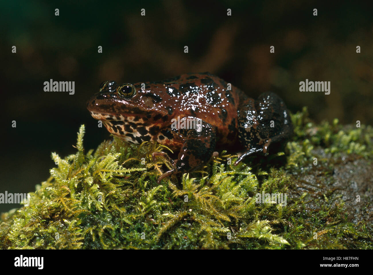 Oregon Spotted Frog (Rana pretiosa) on moss, Oregon Stock Photo - Alamy