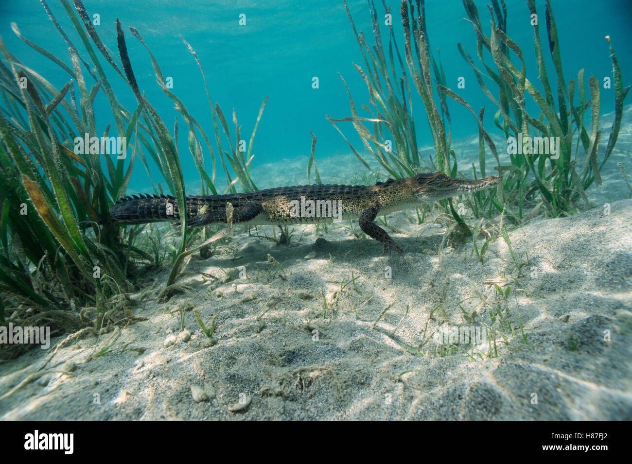 Saltwater Crocodile (Crocodylus porosus) juvenile, New Britain Island ...