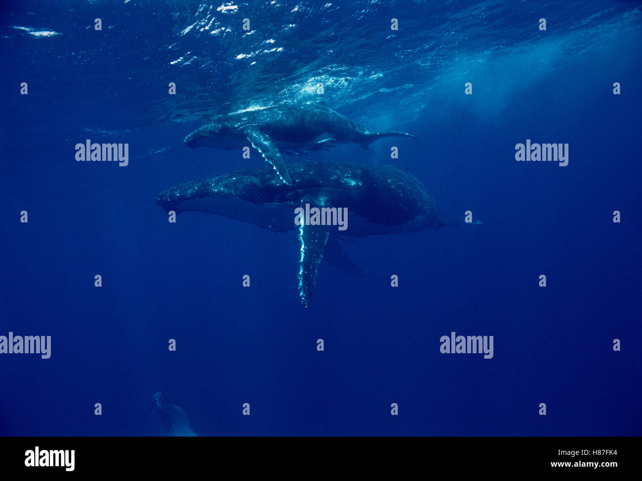 Humpback Whale (Megaptera novaeangliae) mother and calf, Tonga Stock ...