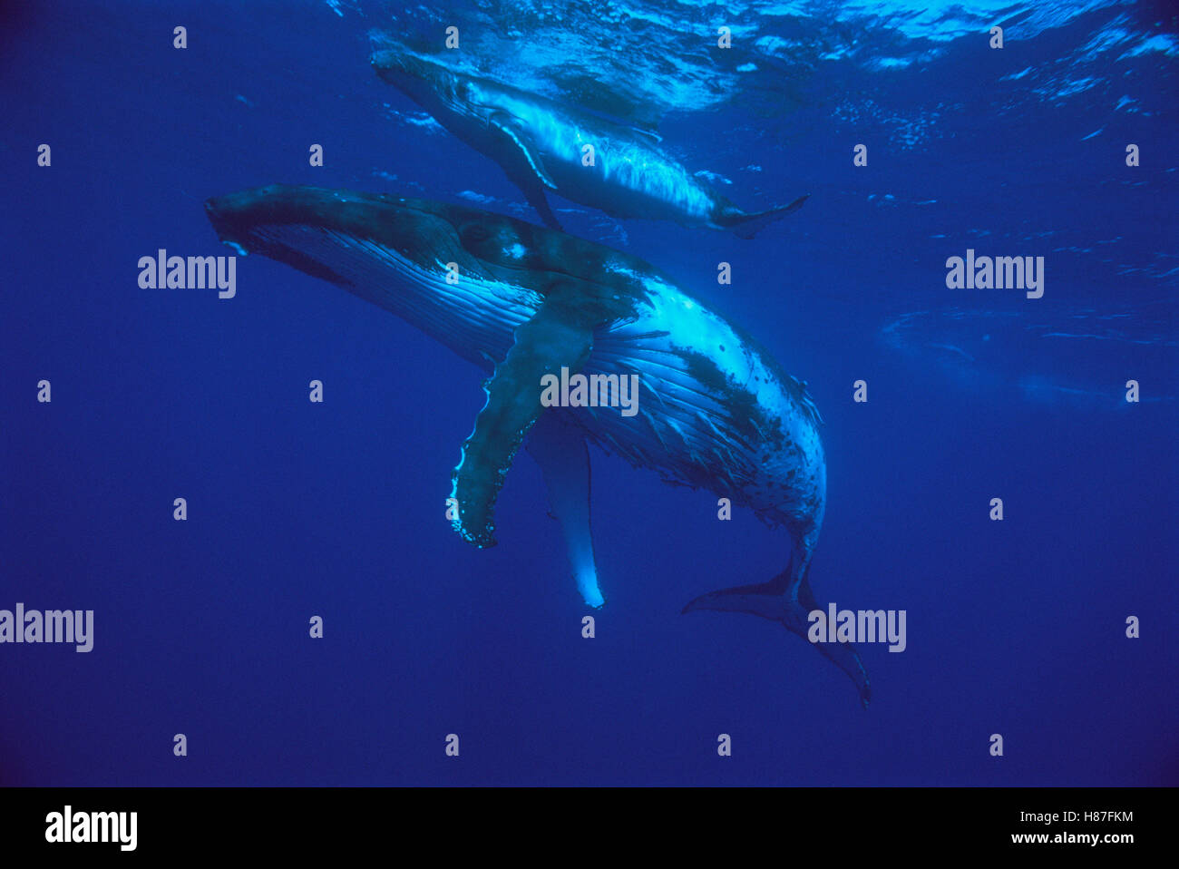 Humpback Whale (Megaptera novaeangliae) mother and calf, Tonga Stock ...