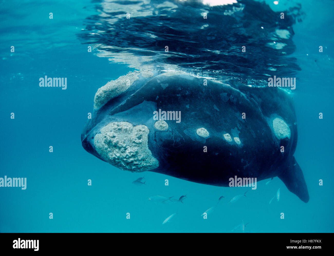 Southern Right Whale (Eubalaena australis) swimming towards camera ...