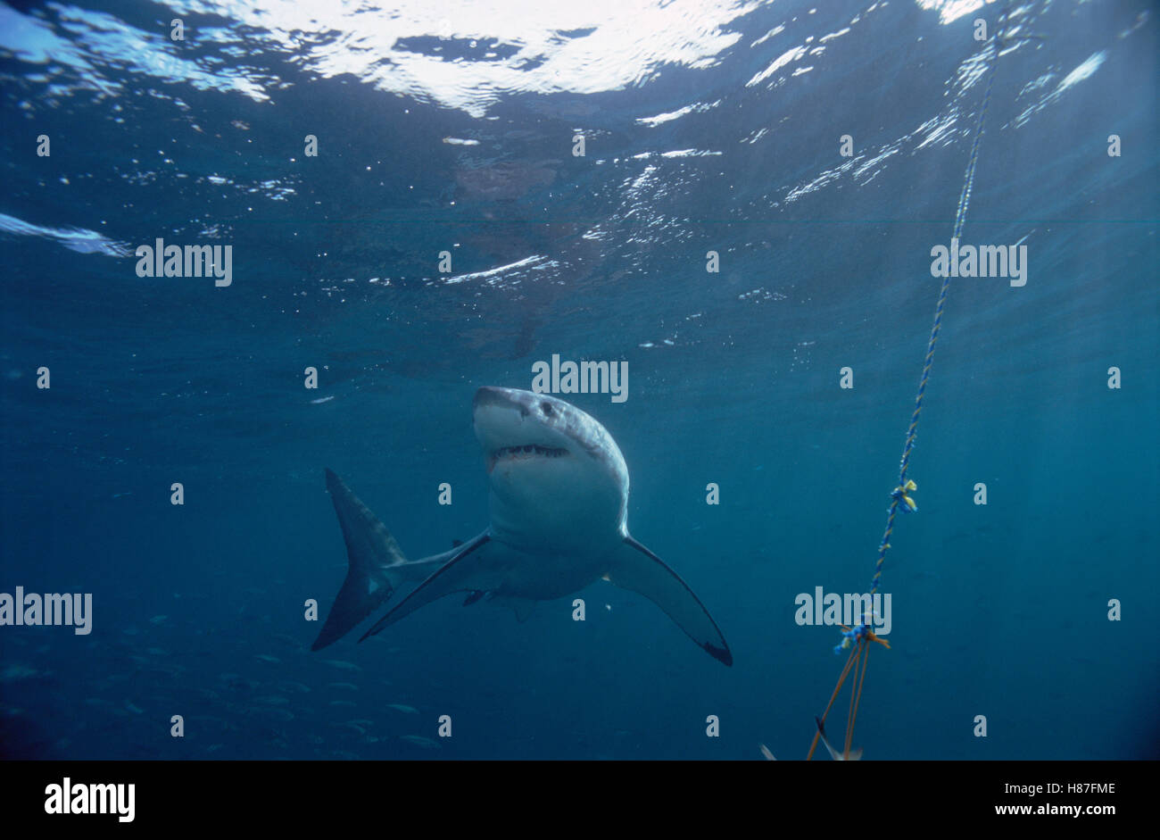 Great White Shark (Carcharodon carcharias) swimming near bait, Neptune ...