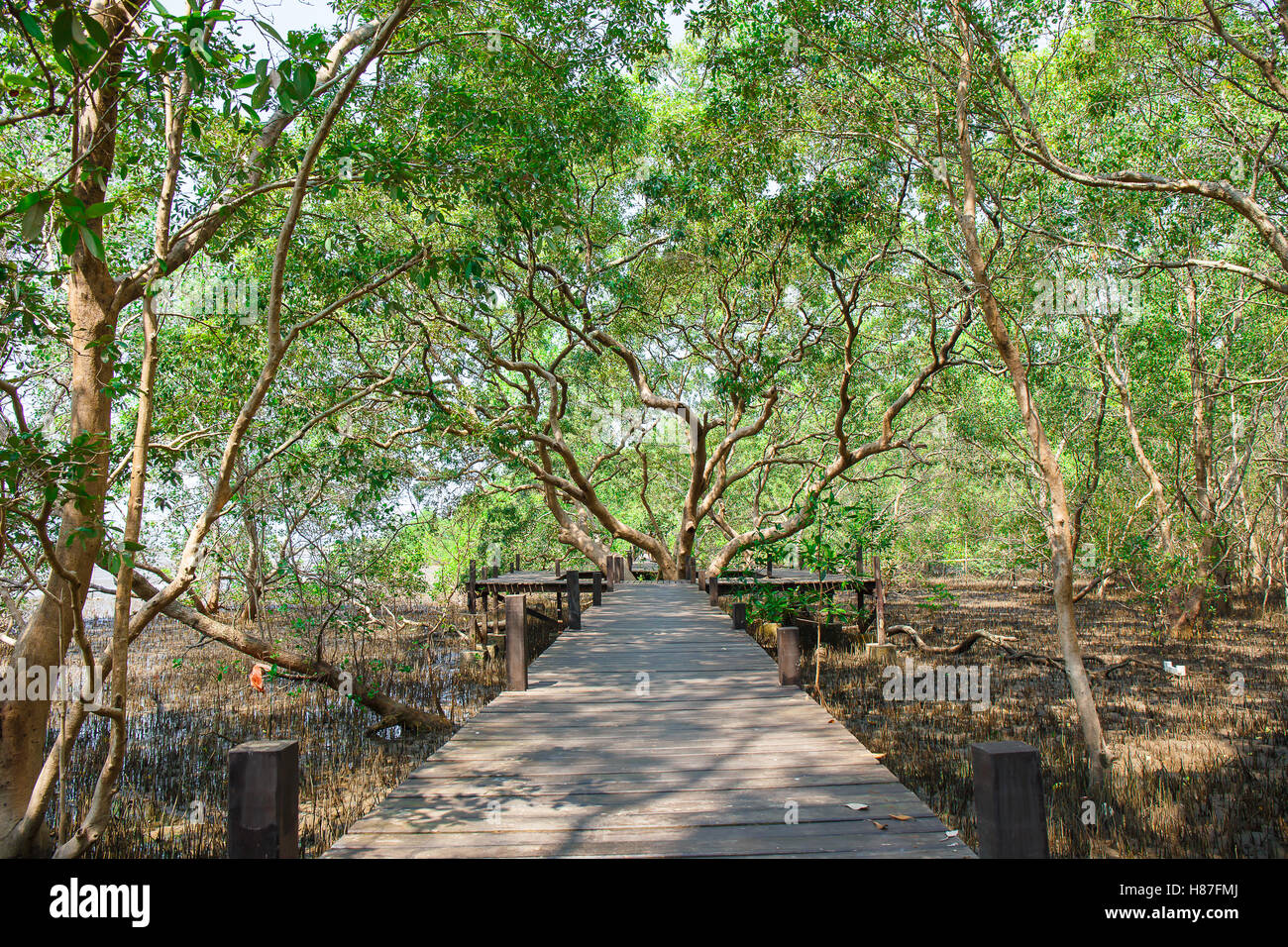Flooded trees in mangrove rain forest in thailand Stock Photo - Alamy