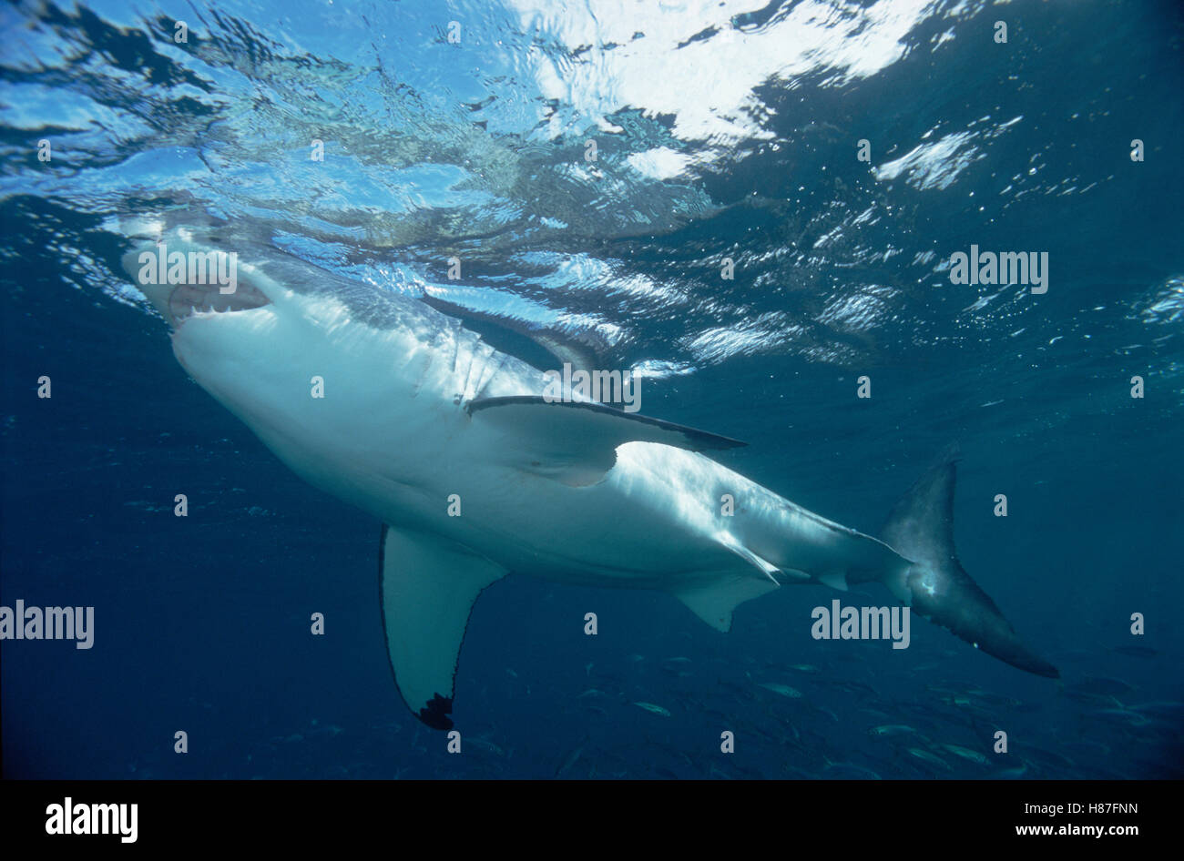 Great White Shark (Carcharodon carcharias) swimming underwater, Neptune ...