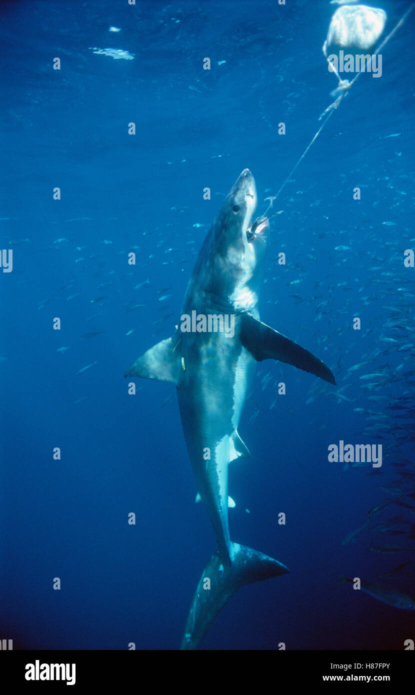 Great White Shark (Carcharodon carcharias) caught on fishing line ...