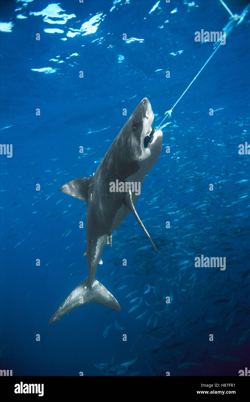 Great White Shark (Carcharodon carcharias) feeding on bait, Neptune ...