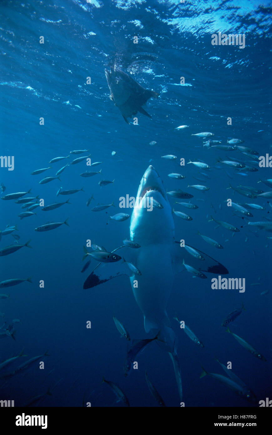 Great White Shark (Carcharodon carcharias) swimming towards bait ...