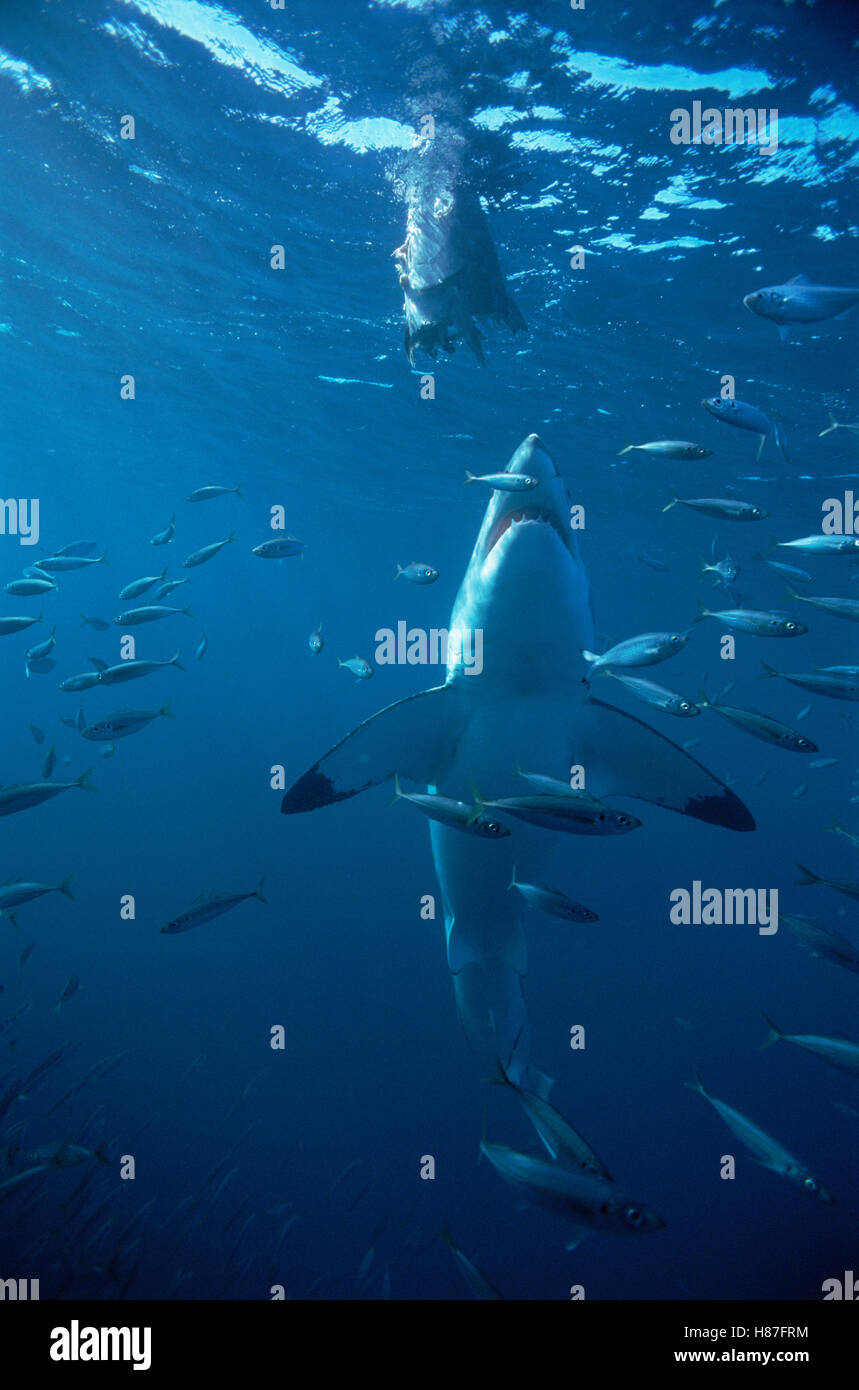 Great White Shark (Carcharodon carcharias) swimming towards bait ...