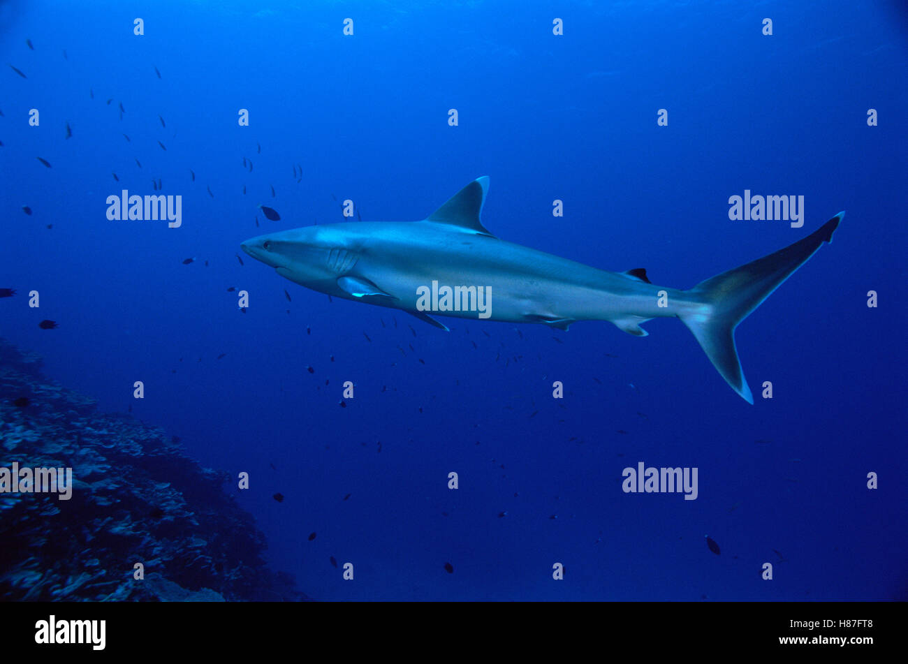 Silver-tip Shark (Carcharhinus albimarginatus) profile, New Ireland ...