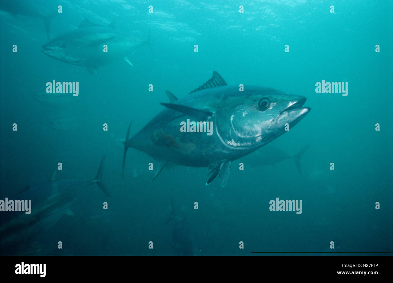 Southern Bluefin Tuna (Thunnus maccoyii) school underwater, South ...
