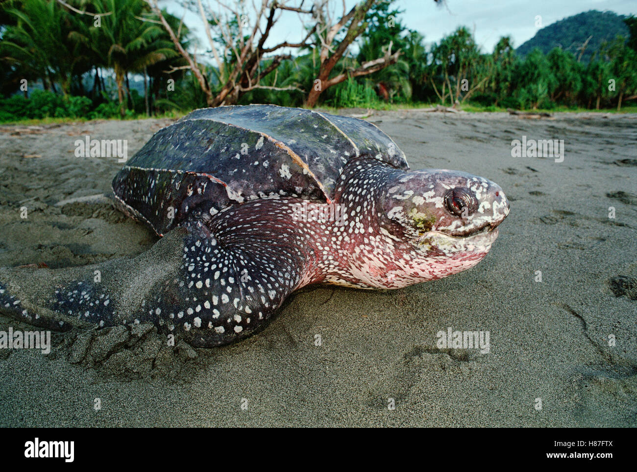 Leatherback Sea Turtle (Dermochelys coriacea) on land, Huon Gulf, Papua ...