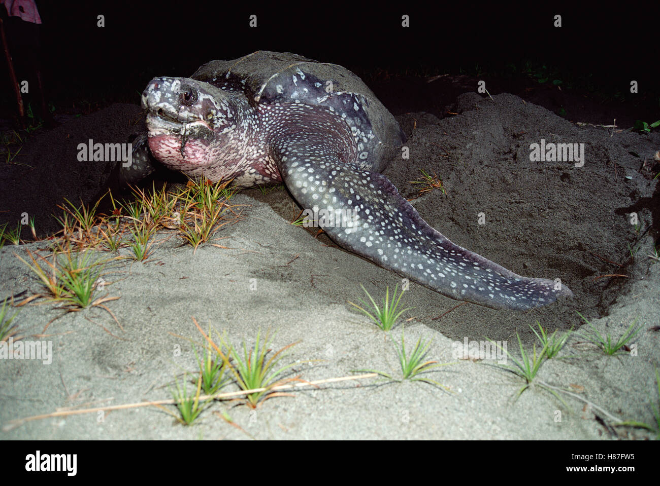 Leatherback Sea Turtle (Dermochelys coriacea) nesting at night, Huon ...