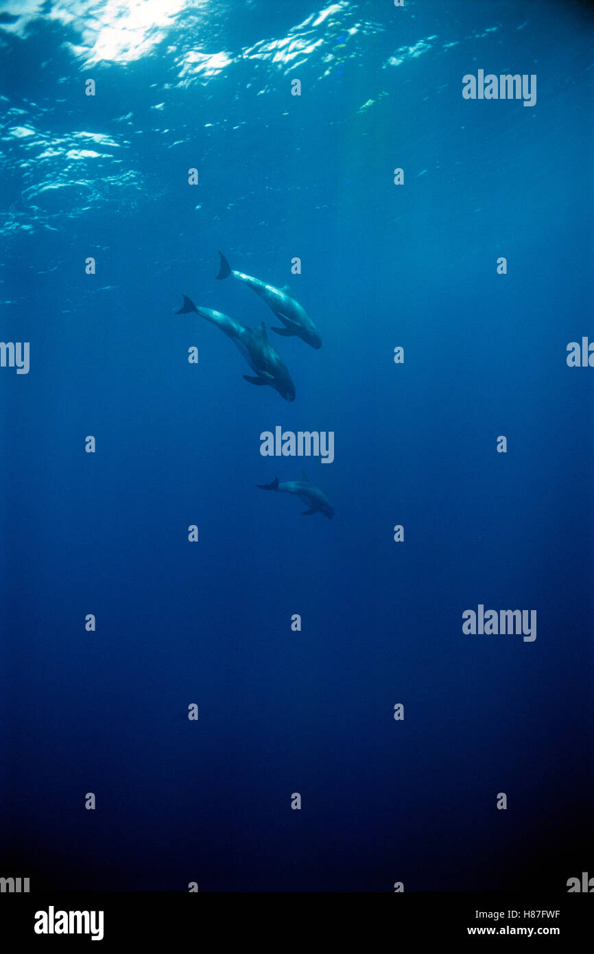 Pygmy Killer Whale (Feresa attenuata) trio, Hawaii Stock Photo - Alamy