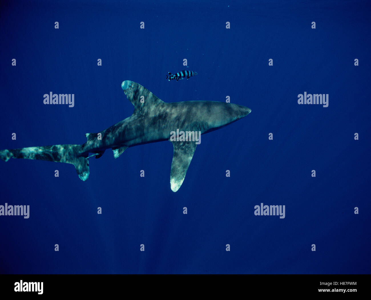 Oceanic White-tip Shark (Carcharhinus longimanus) with symbiotic Pilot ...