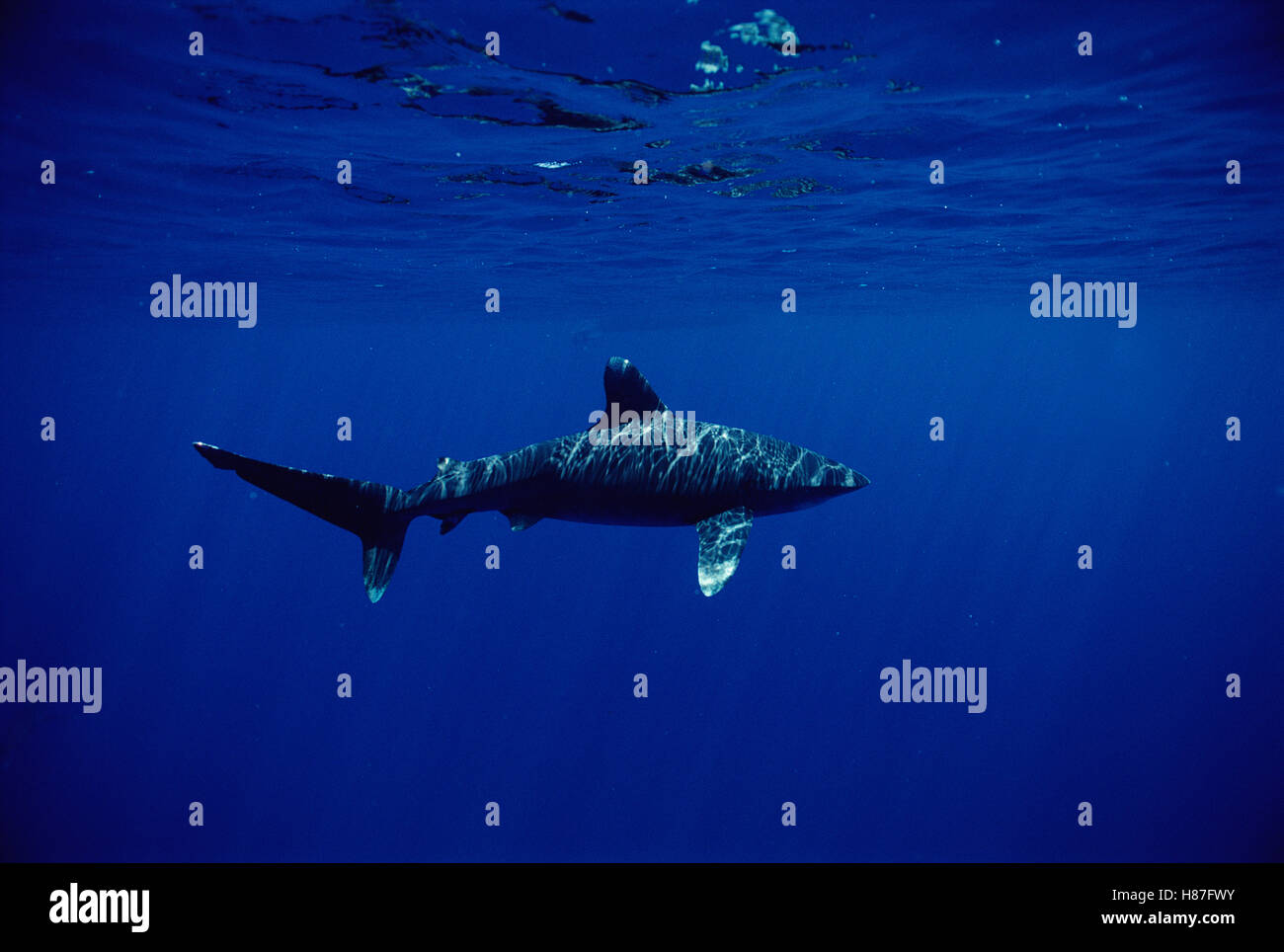 Oceanic White-tip Shark (Carcharhinus longimanus) portrait, Hawaii ...