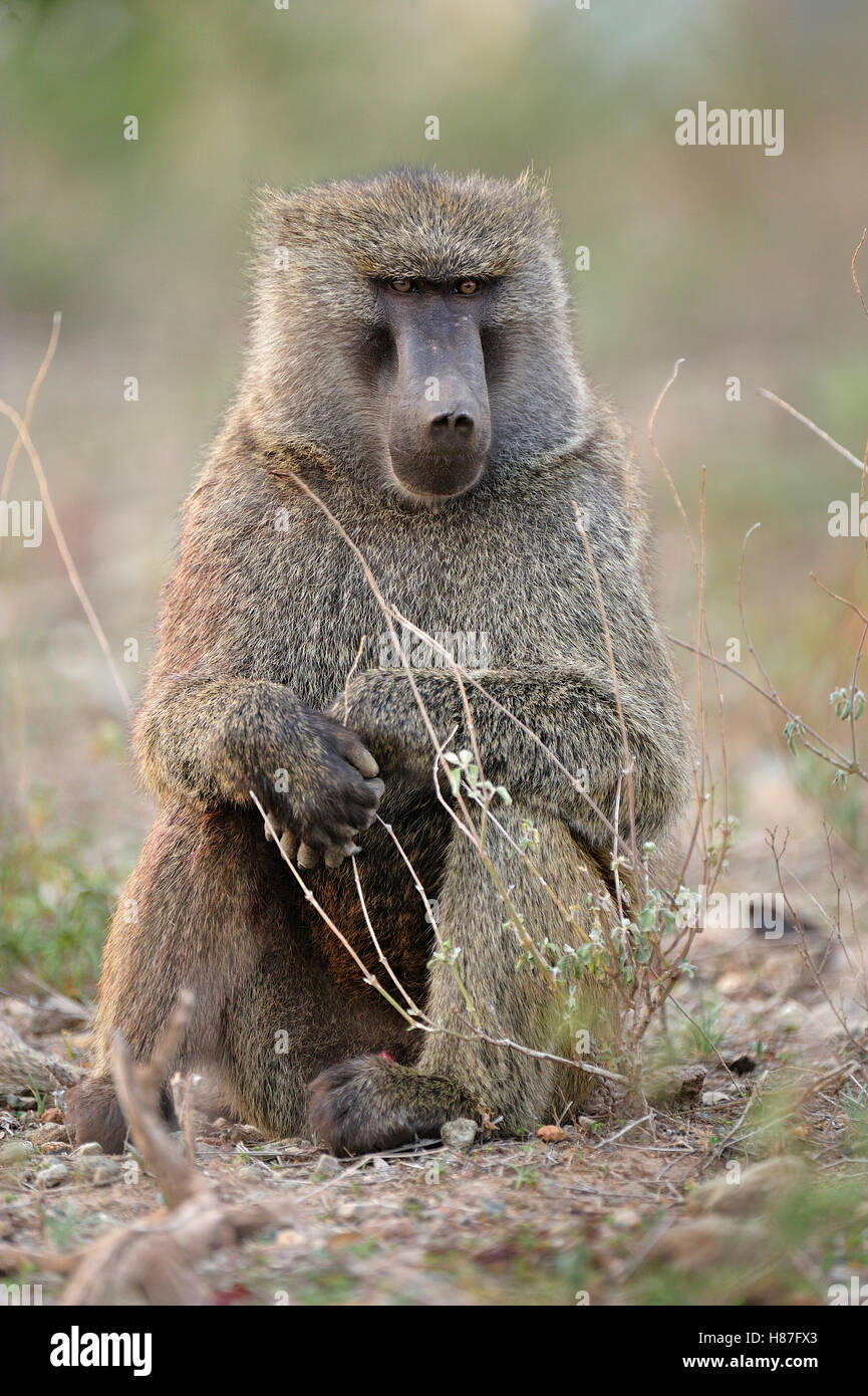 Olive Baboon (Papio anubis) male, Awash National Park, Ethiopia Stock ...
