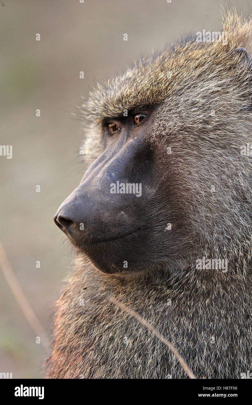 Olive Baboon (Papio anubis) male, Awash National Park, Ethiopia Stock ...