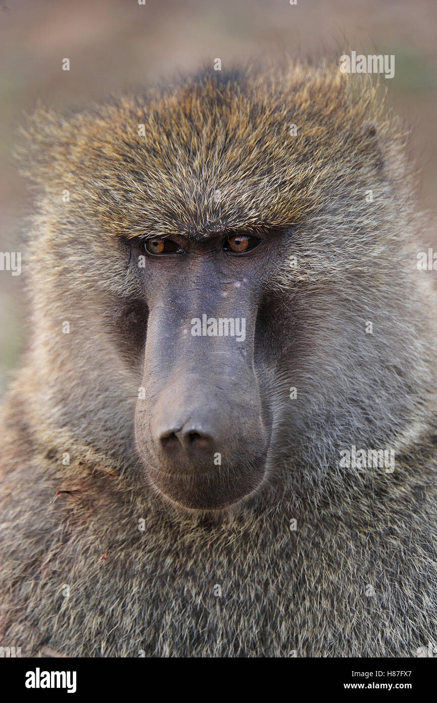 Olive Baboon (Papio anubis) male, Awash National Park, Ethiopia Stock ...