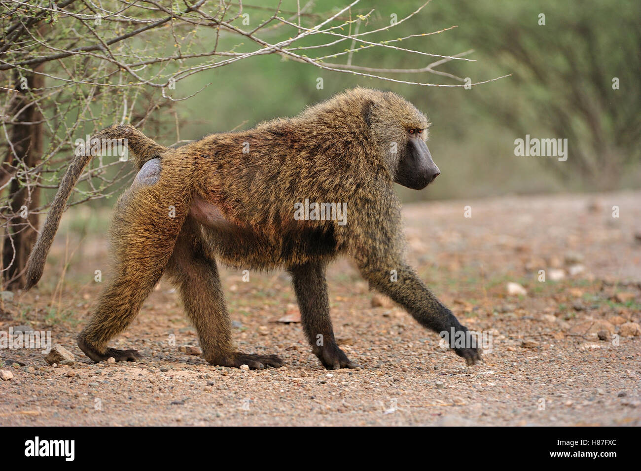 Olive Baboon (Papio anubis) male, Awash National Park, Ethiopia Stock ...