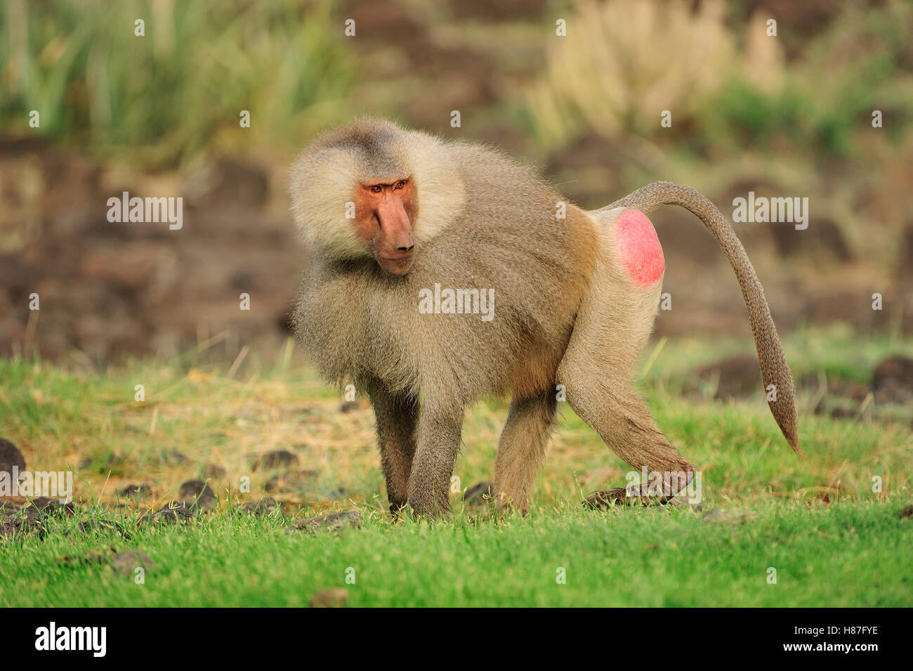 Hamadryas Baboon (Papio hamadryas) male, Awash National Park, Ethiopia ...