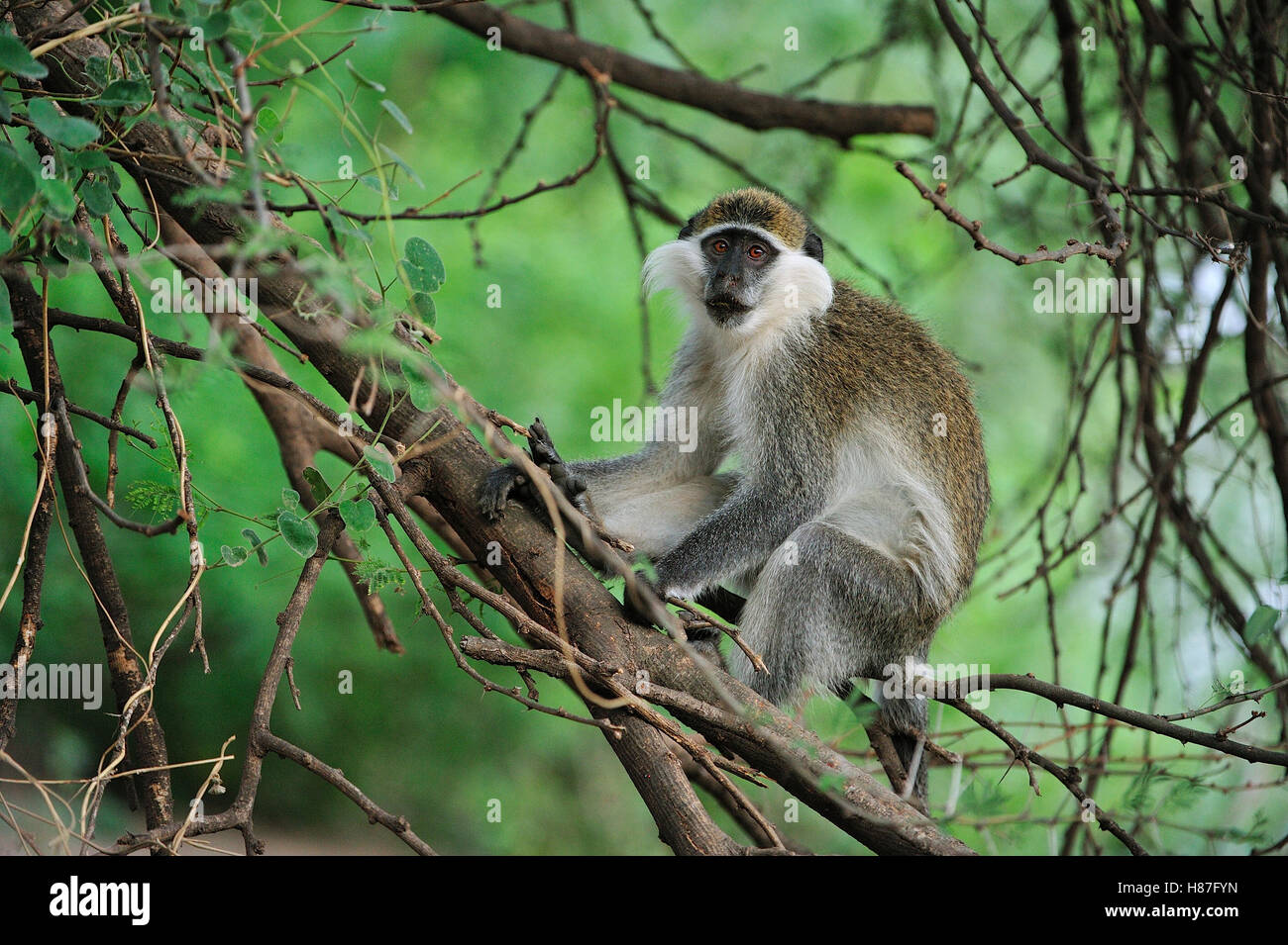 Savanah Monkey (Chlorocebus aethiops), Awash National Park, Ethiopia ...