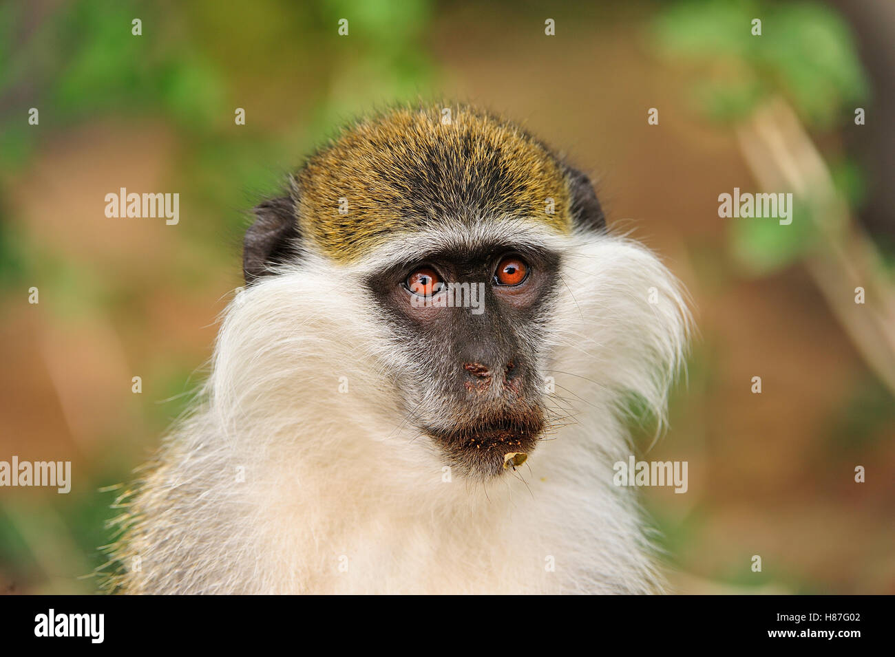 Savanah Monkey (Chlorocebus aethiops), Awash National Park, Ethiopia ...