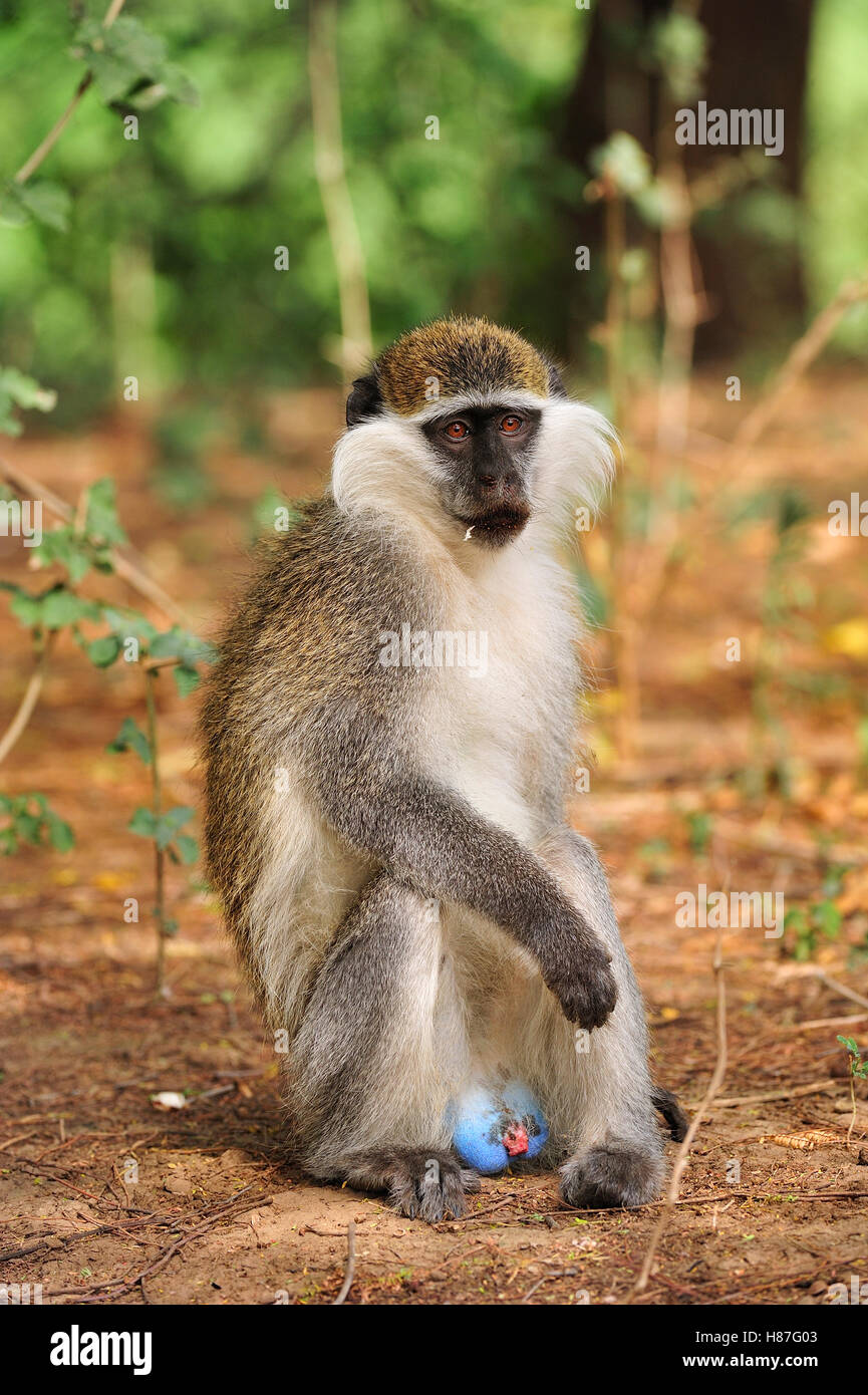 Savanah Monkey (Chlorocebus aethiops) male, Awash National Park ...