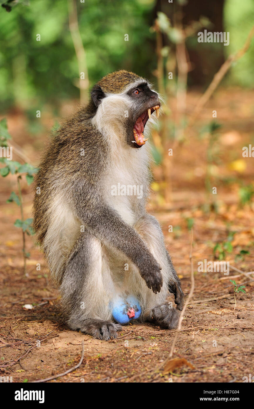 Savanah Monkey (Chlorocebus aethiops) male in defensive posture, Awash ...
