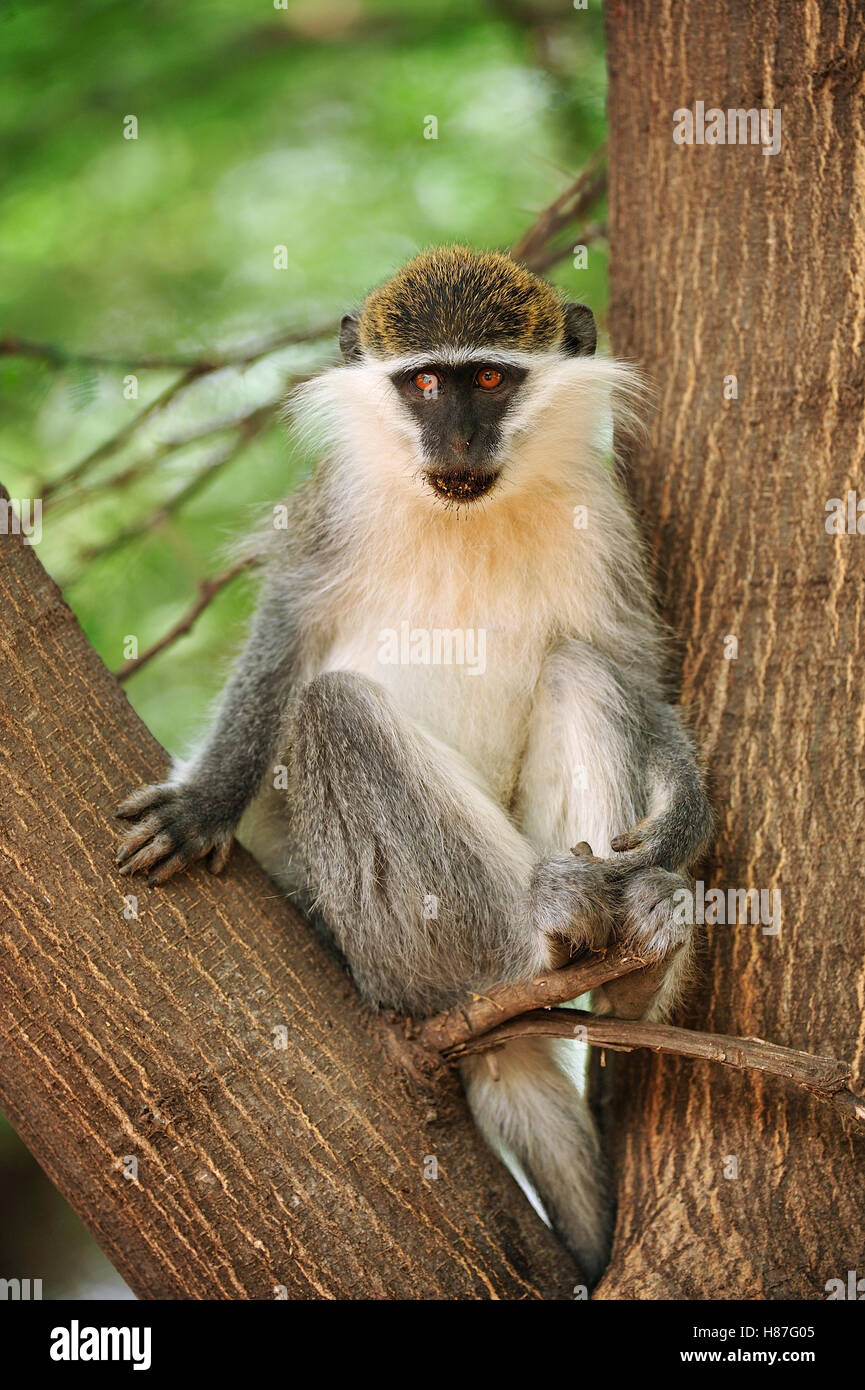 Savanah Monkey (Chlorocebus aethiops), Awash National Park, Ethiopia ...