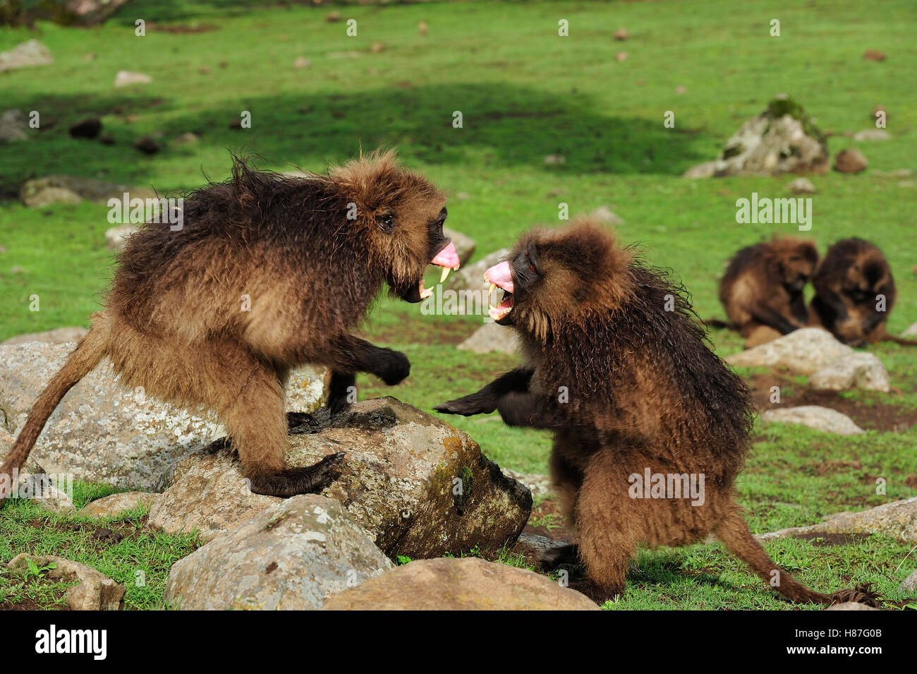 Gelada Baboon (Theropithecus gelada) males fighting, Simien Mountains ...
