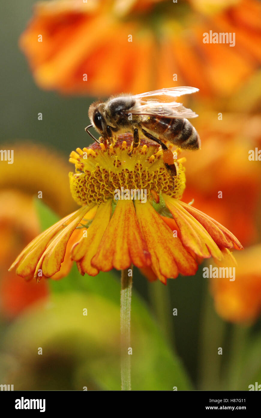 Honey bee covered with yellow pollen, drink nectar from yellow flowers ...