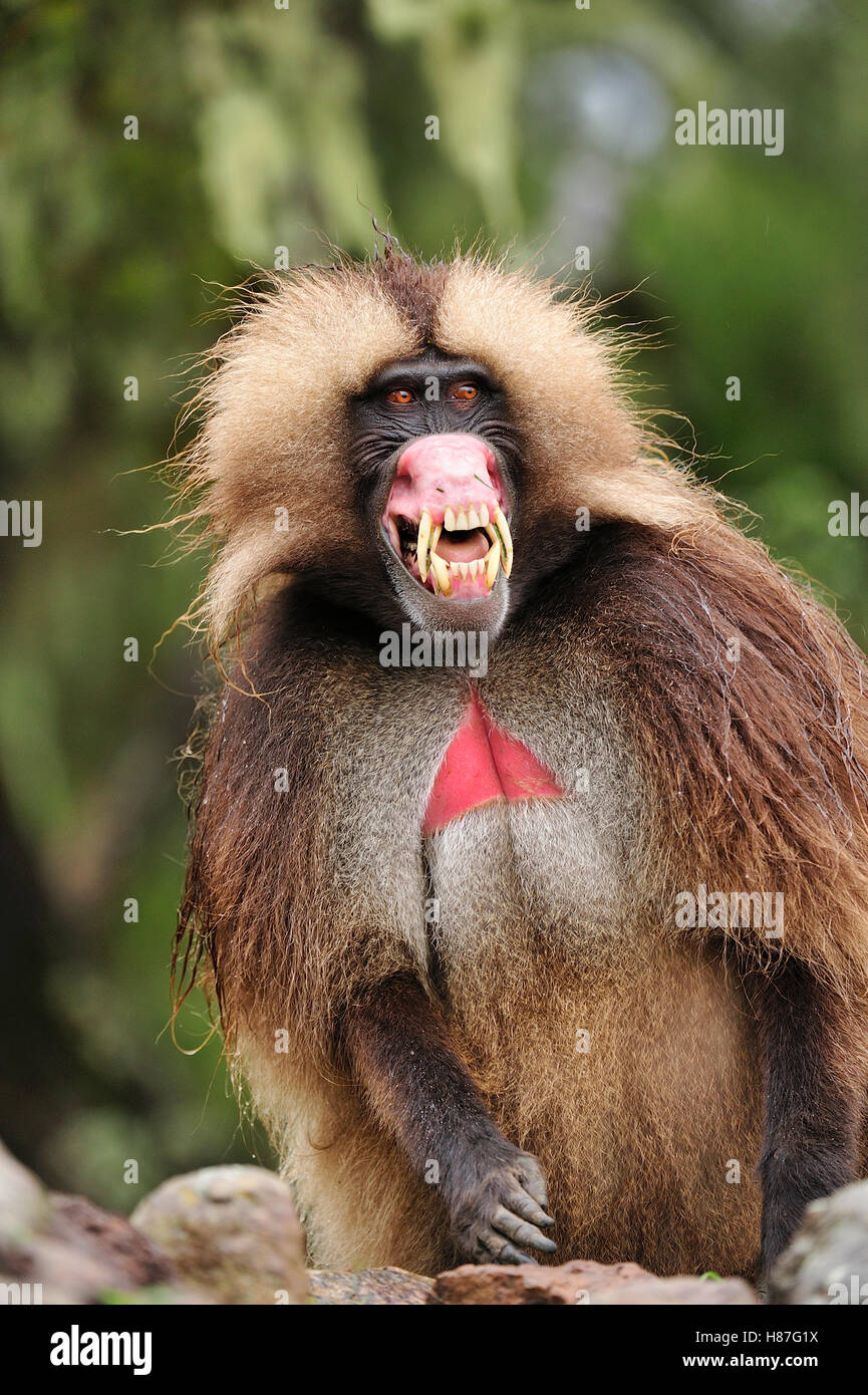 Gelada Baboon (Theropithecus gelada) male in defensive display, Simien ...