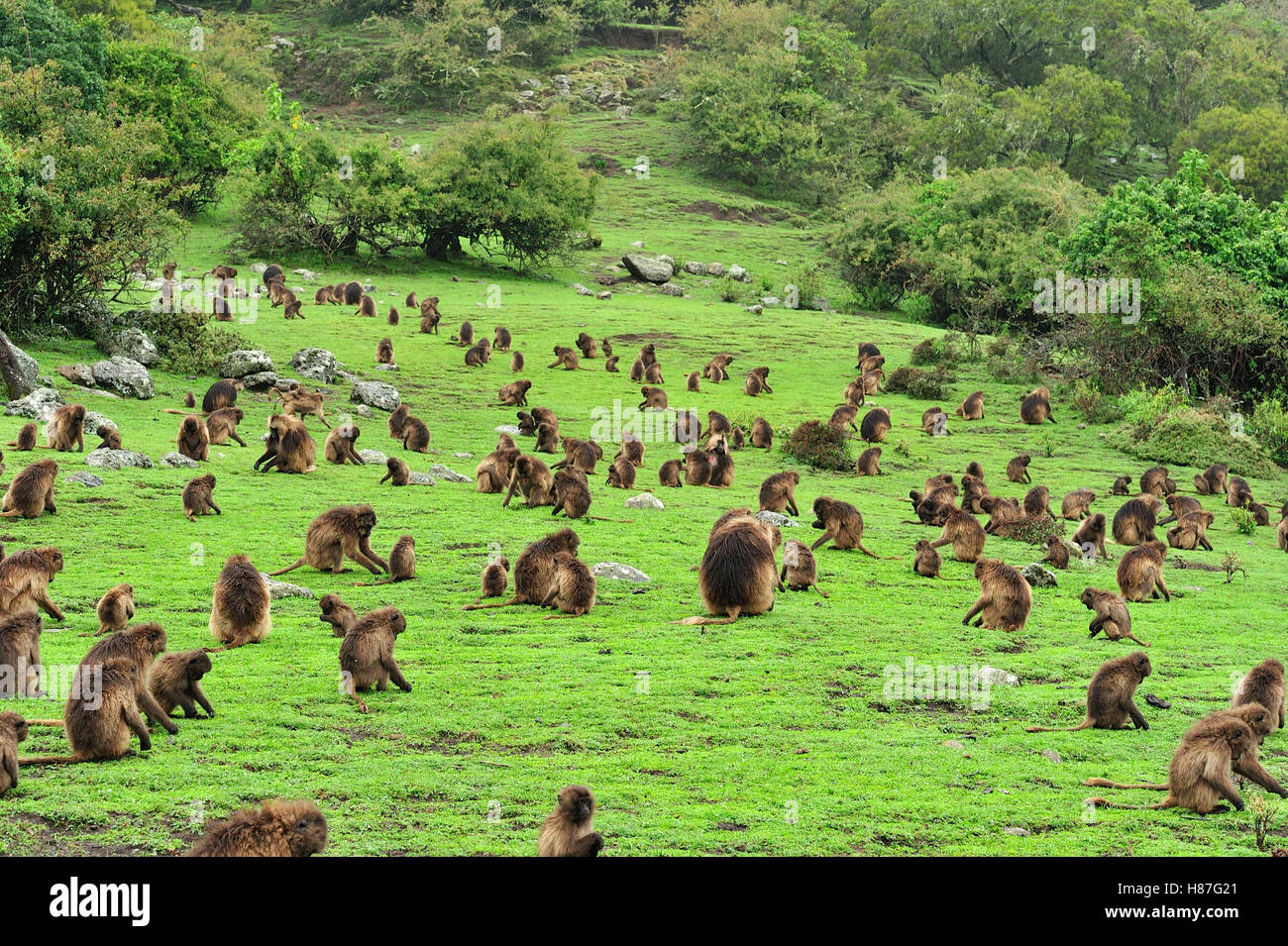 Gelada Baboon (Theropithecus gelada) troop, Simien Mountains National ...