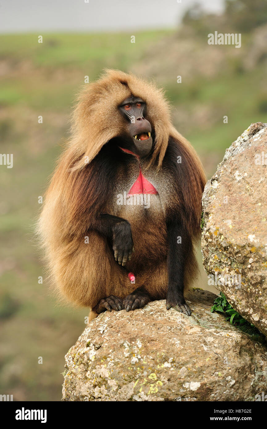 Gelada Baboon (Theropithecus gelada) male, Simien Mountains National ...